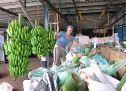 Backpacker working in the packing shed at Swiss Farms banana farm ...