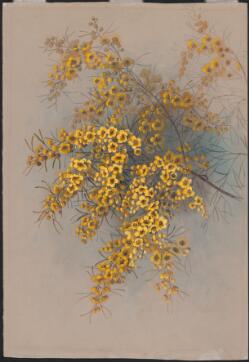 Senna artemisioides subsp. filifolia Randell, family Caesalpinioideae ...