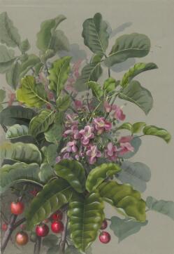 Vitex lignum-vitae, A. Cunn. ex Schauer, family Lamiaceae, Yellow ...