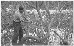 Joe Timbery cutting mangrove elbows to make boomerangs, Kurnell ...
