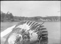 Jim Davidson flensing a whale, Twofold Bay; old Davidson house, Kiah ...