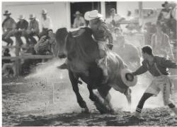 Bull rider, Saxby Roundup, Gulf Country, Queensland, 1996 [picture]