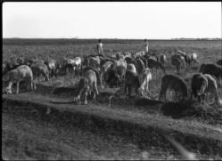 Sheep known as the Managil strain grazing on Lubia a leguminous fodder ...