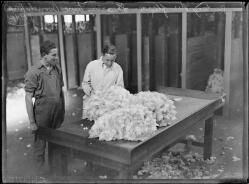 Sheep shearers sorting the fleece at Boonoke station, New South Wales ...