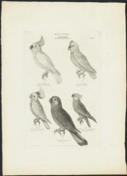 Birds of Victoria [picture]